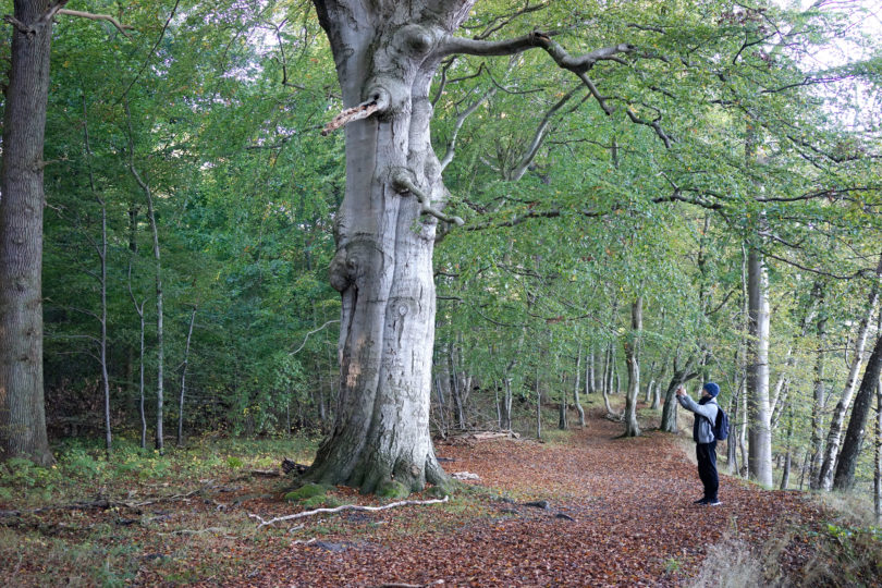 Andreas Greiner: Im deutschen Dschungel | WELTKUNST